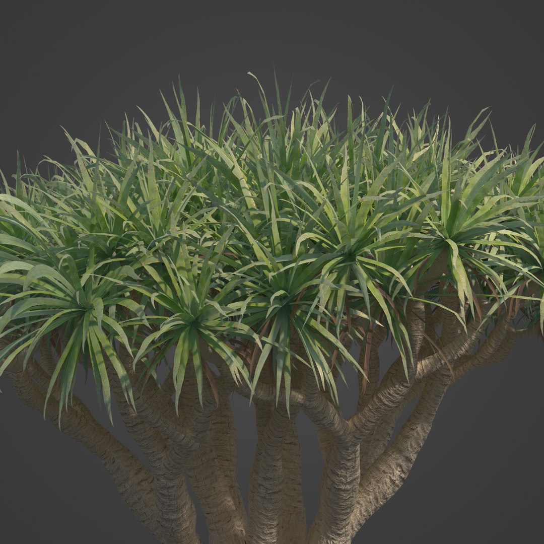 2021 PBR Dragon Tree Collection - Dracaena Draco 3D Model - TurboSquid ...