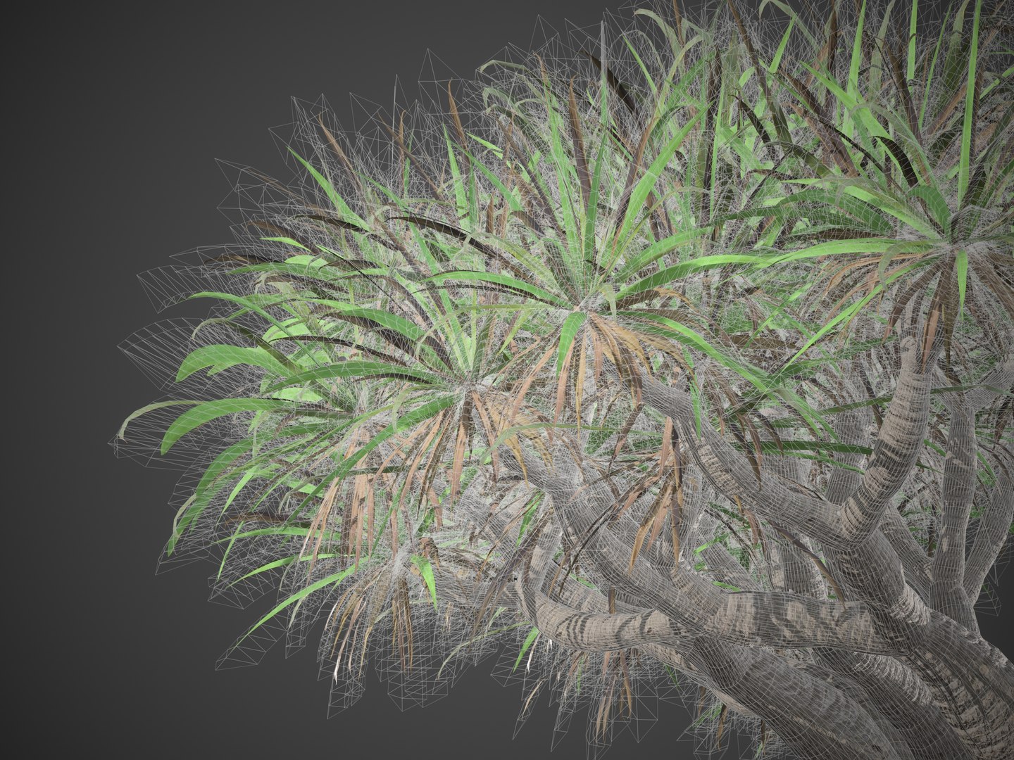 2021 PBR Dragon Tree Collection - Dracaena Draco 3D Model - TurboSquid ...