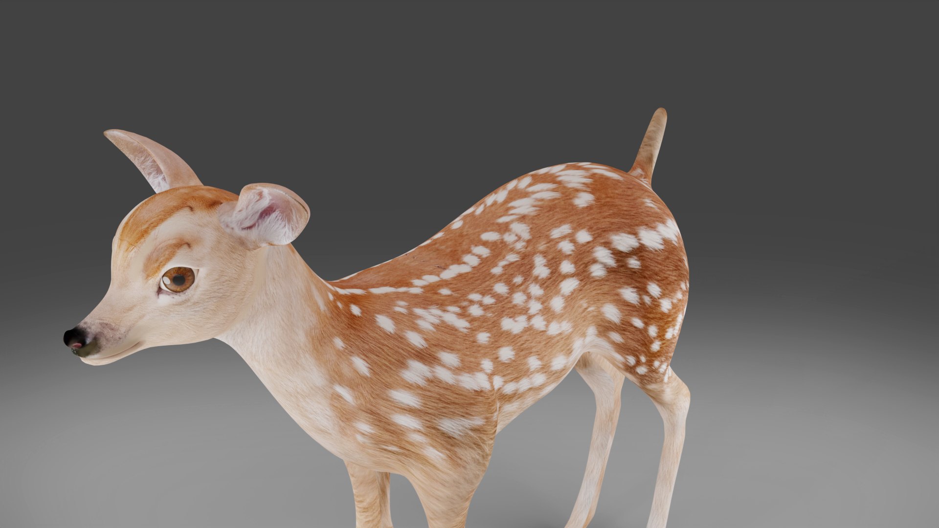 3D Fawn Deer NO Rigged V1 Model - TurboSquid 1981965