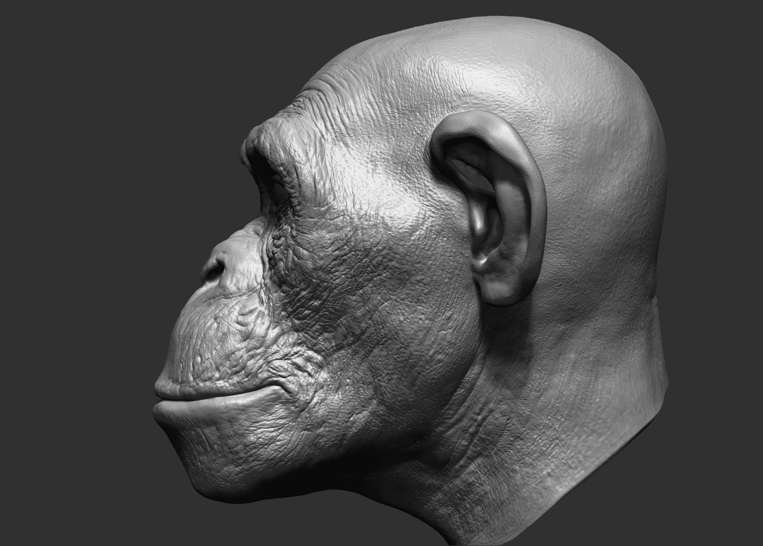 Chimpanzee Head 3D Model - TurboSquid 1396321