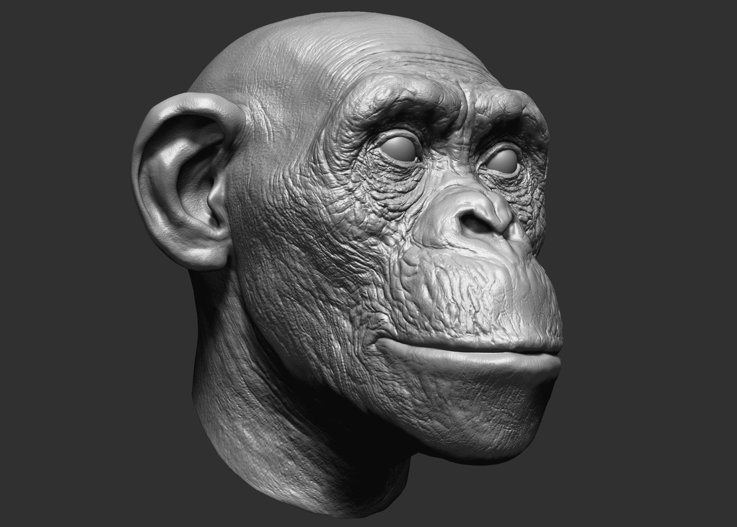Chimpanzee Head 3D Model - TurboSquid 1396321
