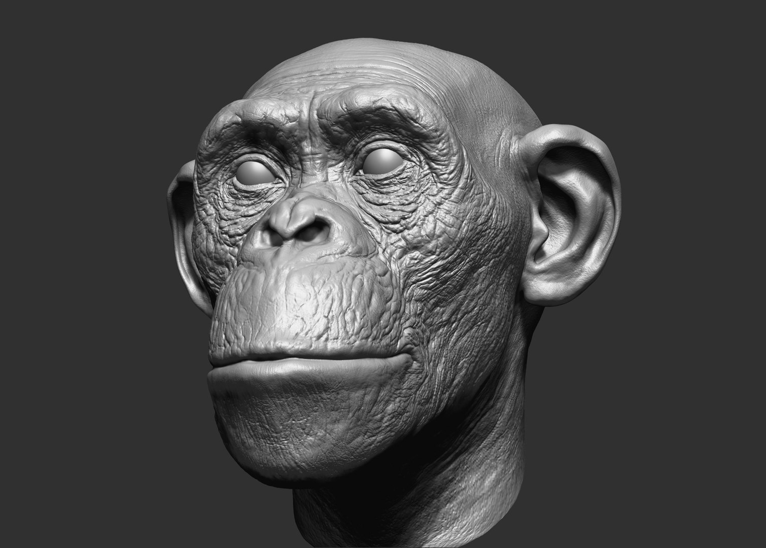 Chimpanzee Head 3D Model - TurboSquid 1396321