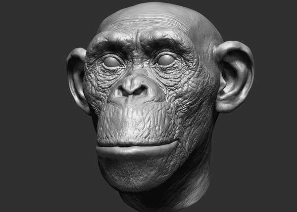 Chimpanzee head 3D model - TurboSquid 1396321
