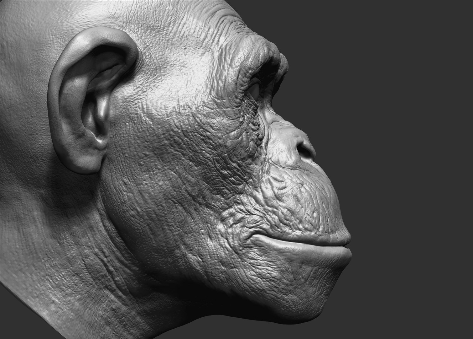 Chimpanzee Head 3D Model - TurboSquid 1396321