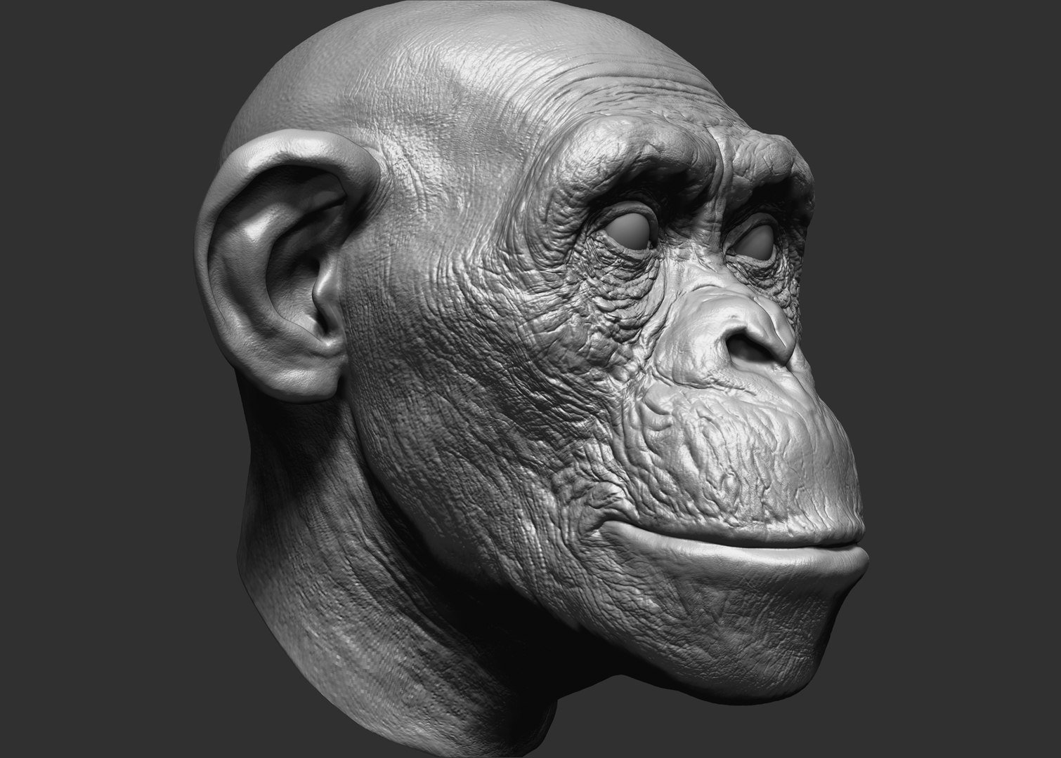Chimpanzee Head 3D Model - TurboSquid 1396321
