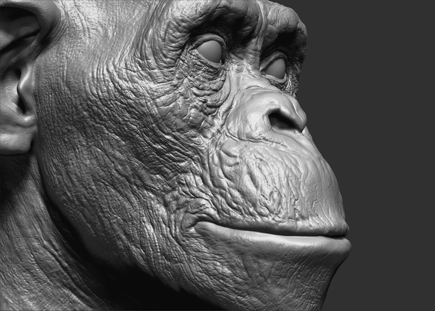 Chimpanzee Head 3D Model - TurboSquid 1396321