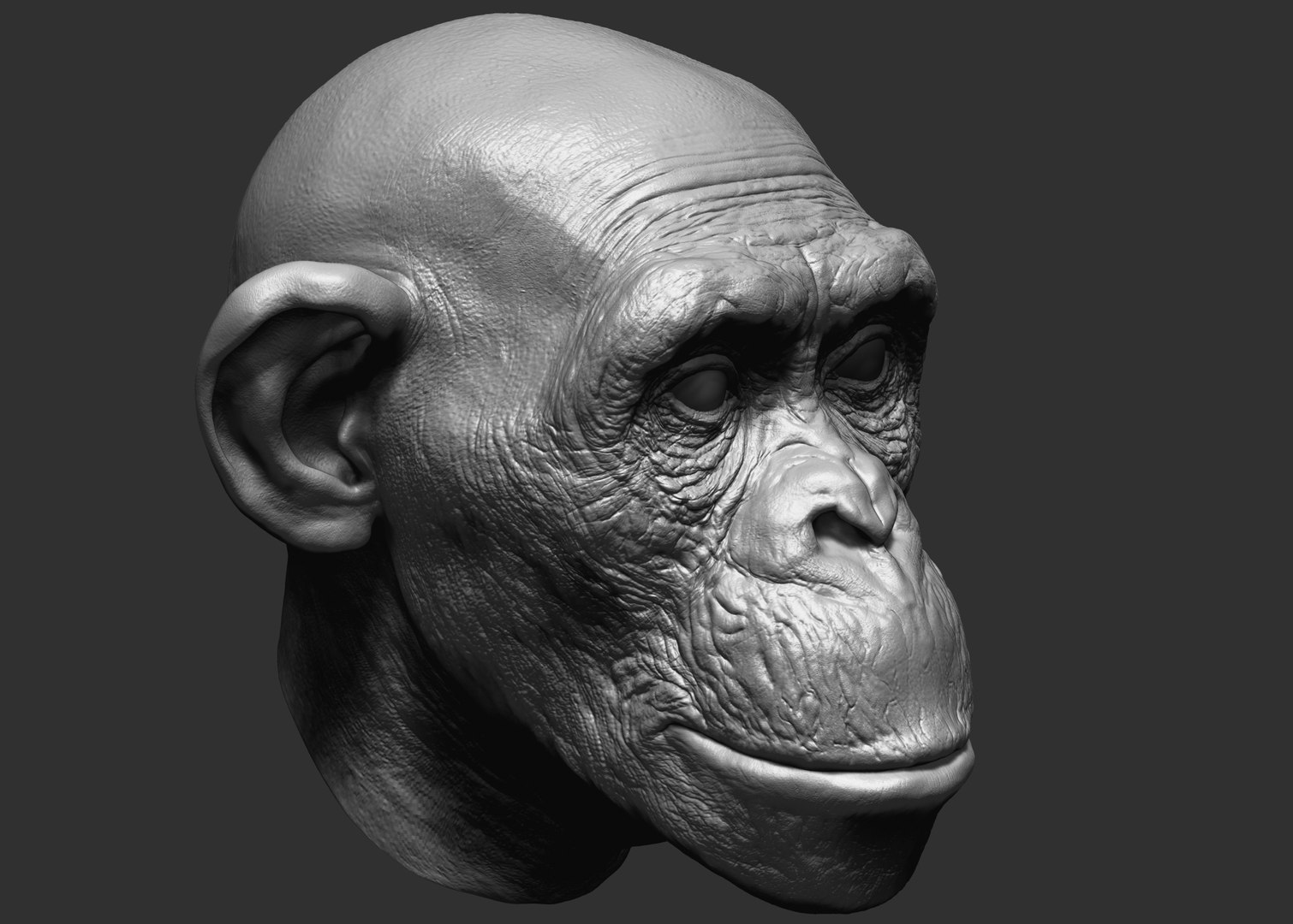 Chimpanzee Head 3D Model - TurboSquid 1396321