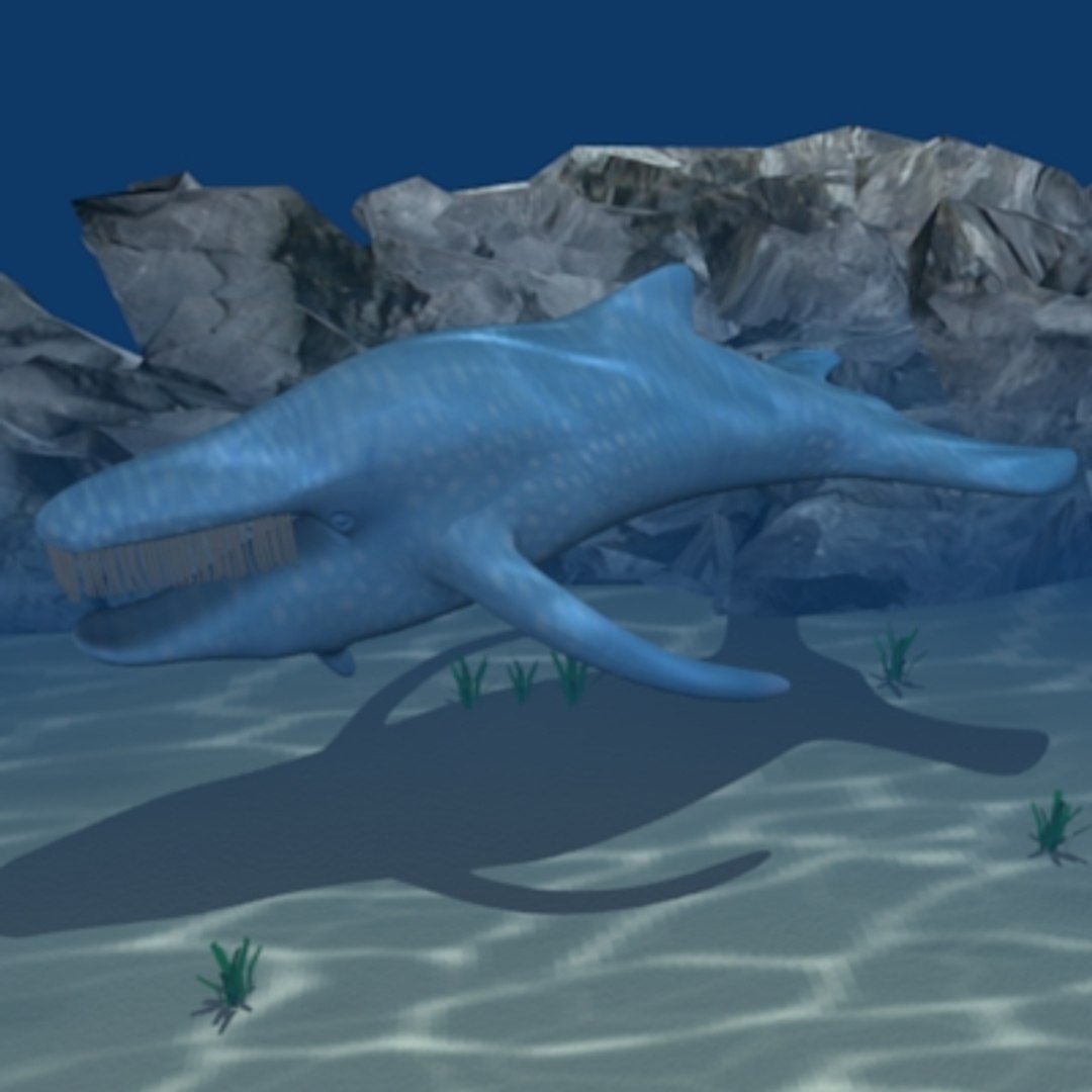 Maya Whale