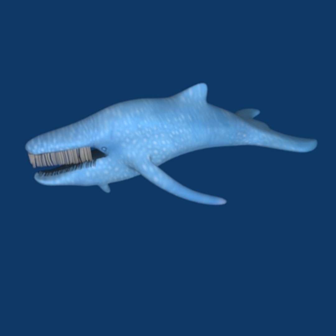 Maya Whale