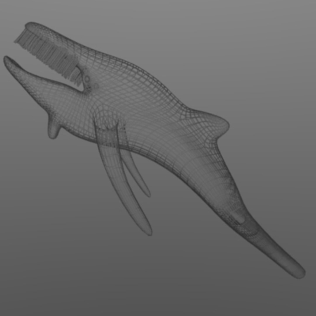 Maya Whale