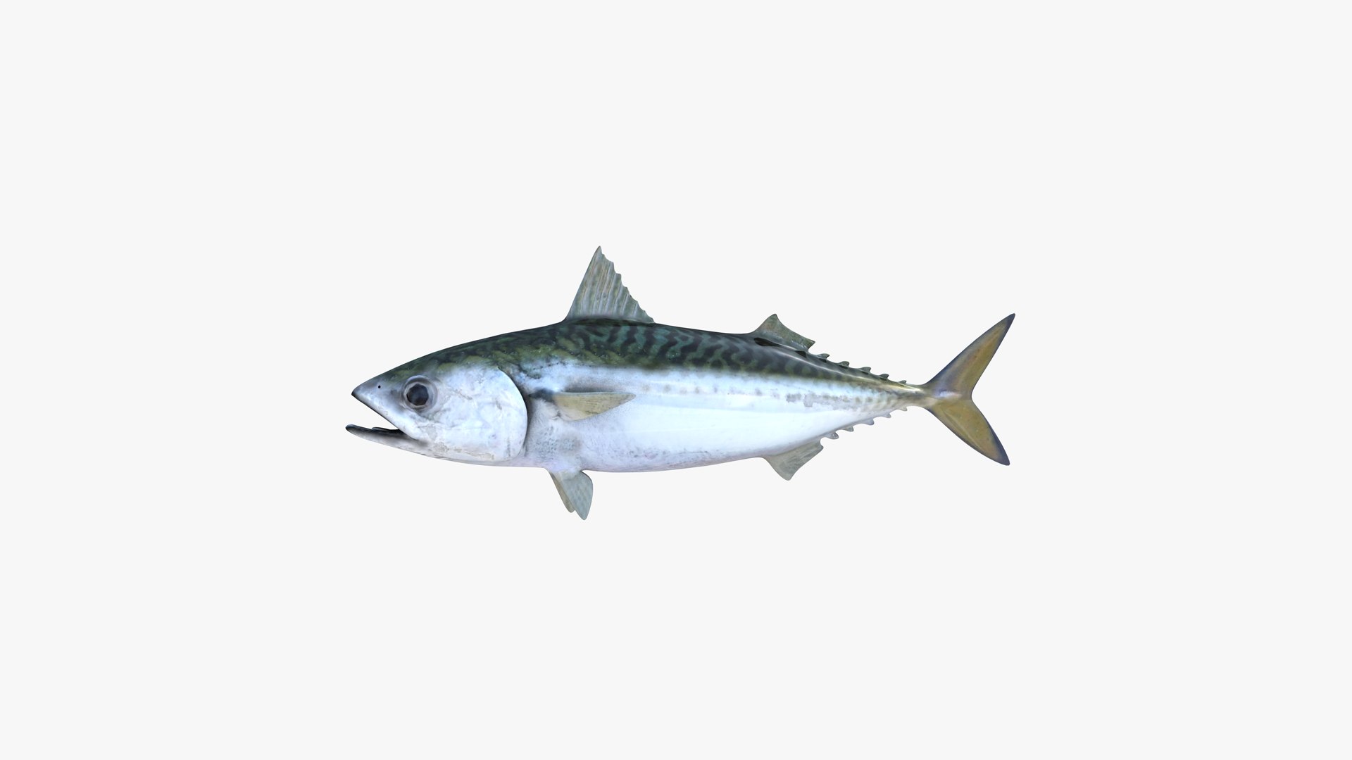 Pacific Chub Mackerel 3D Model - TurboSquid 2400410