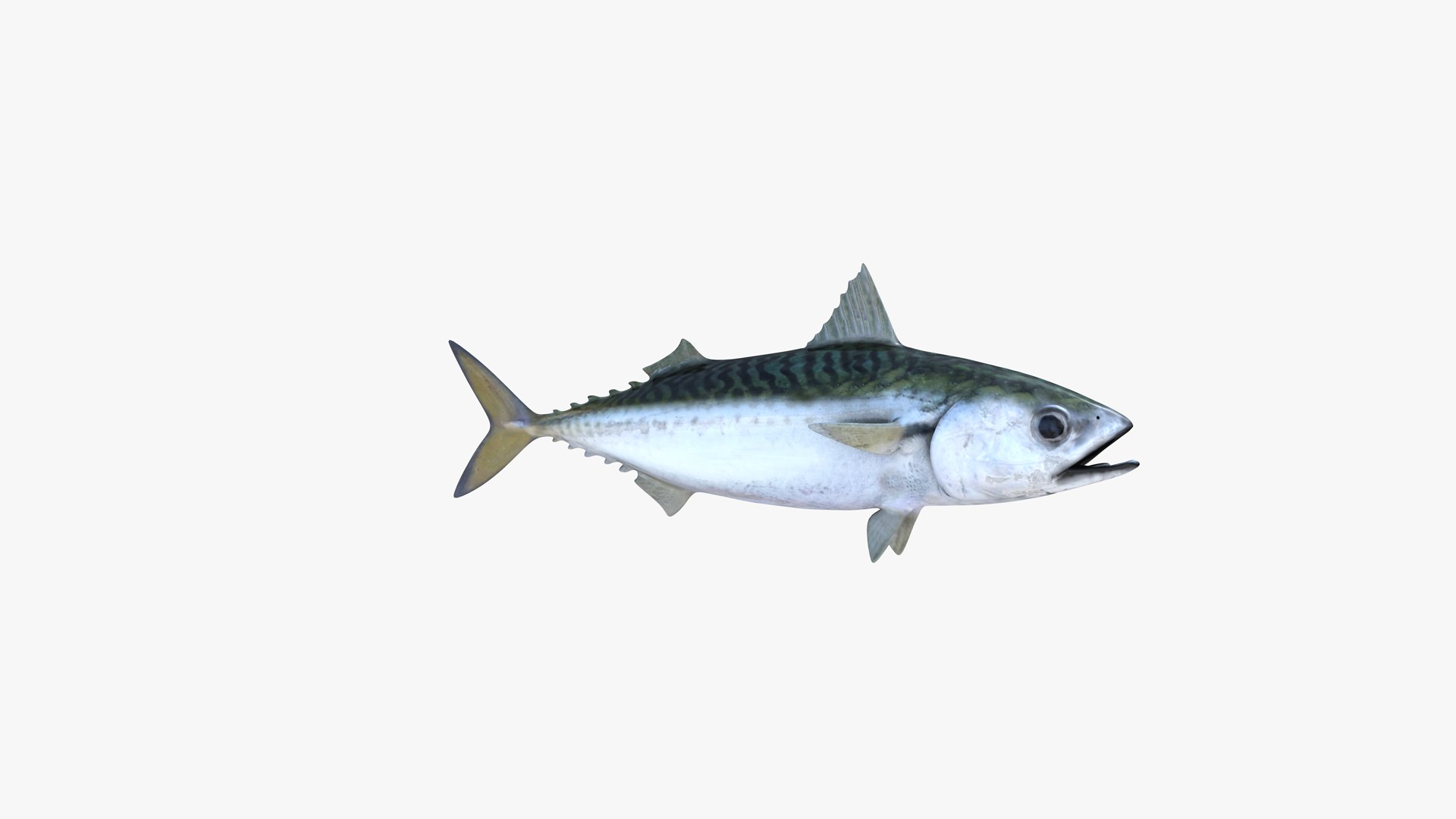 Pacific Chub Mackerel 3D Model - TurboSquid 2400410