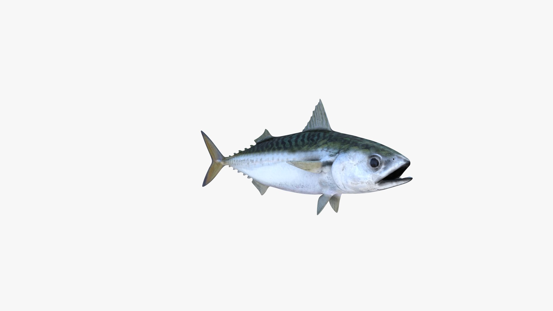 Pacific Chub Mackerel 3D Model - TurboSquid 2400410