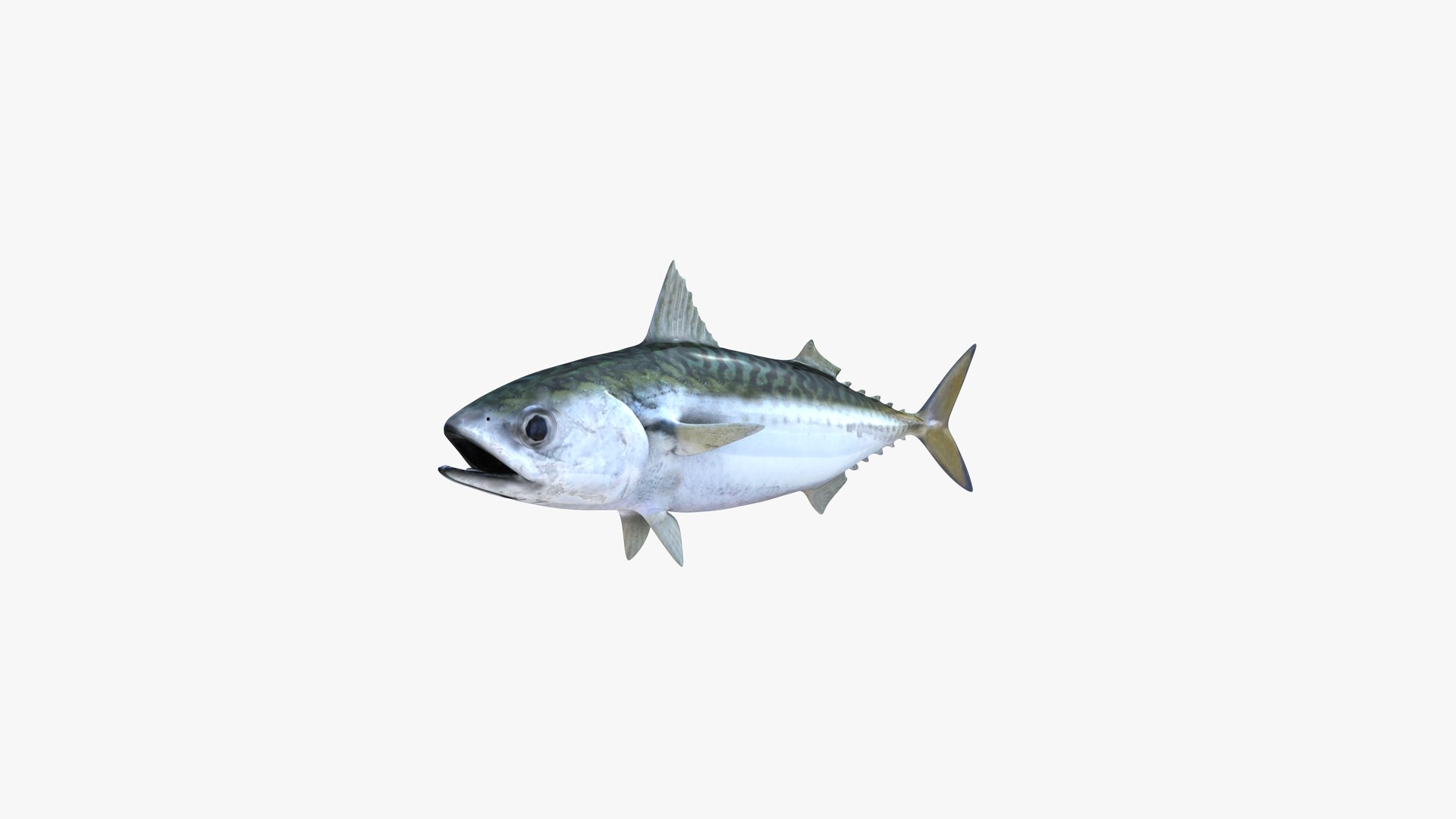 Pacific Chub Mackerel 3D Model - TurboSquid 2400410