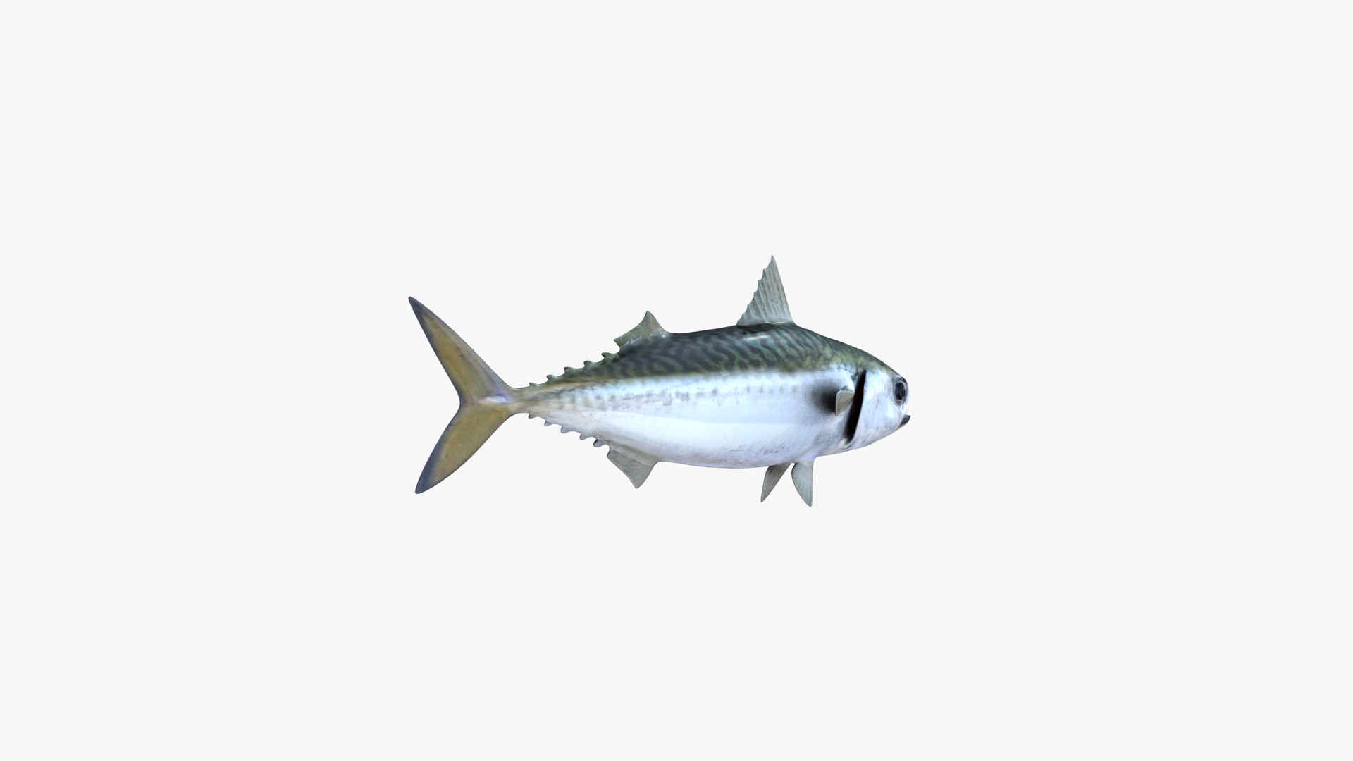 Pacific Chub Mackerel 3D Model - TurboSquid 2400410