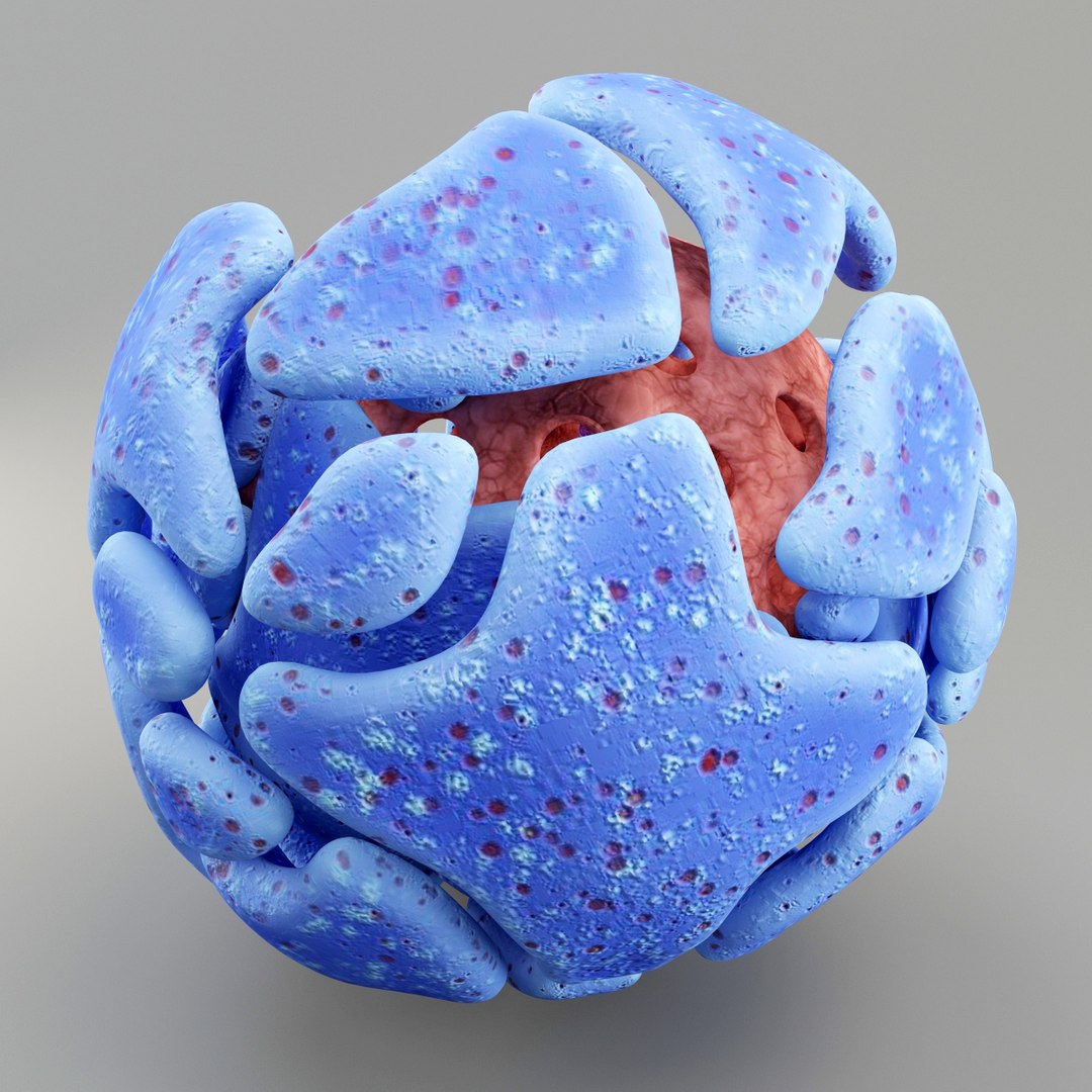 3d Model Of Cell