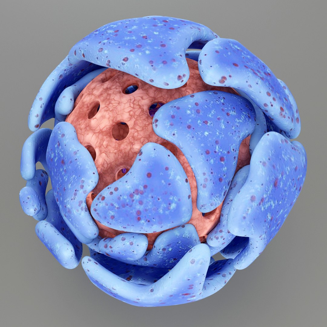 3d Model Of Cell