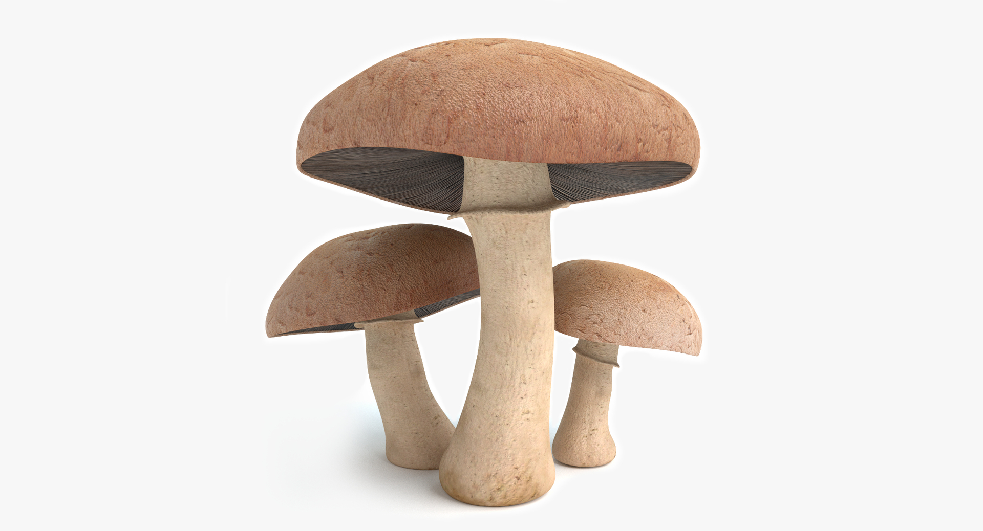 set mushrooms 3d model