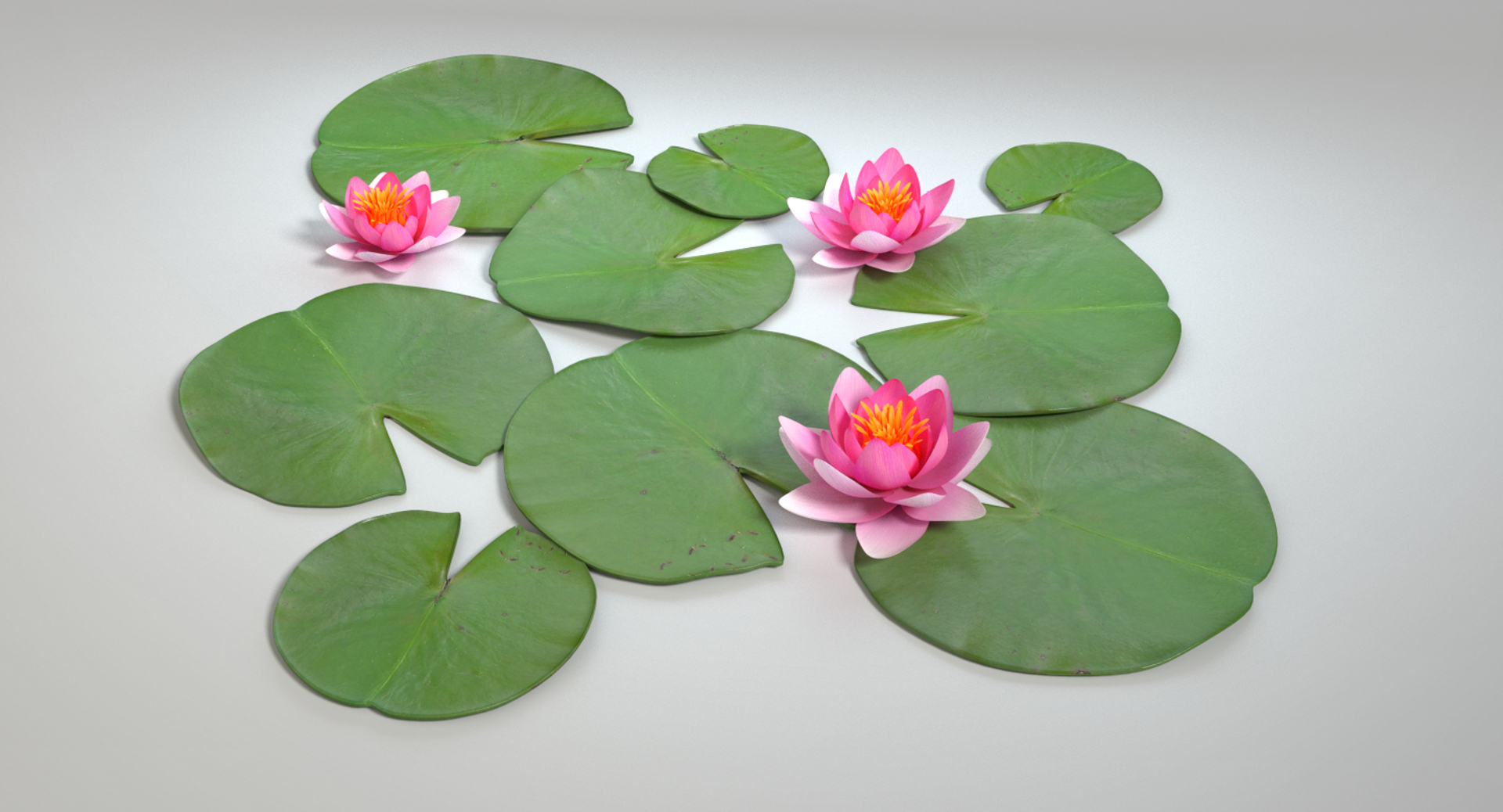 3d model water lily