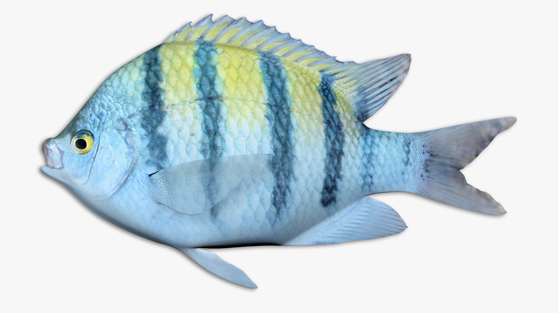 Saltwater Fish Collection 14 3D Model - TurboSquid 1836997