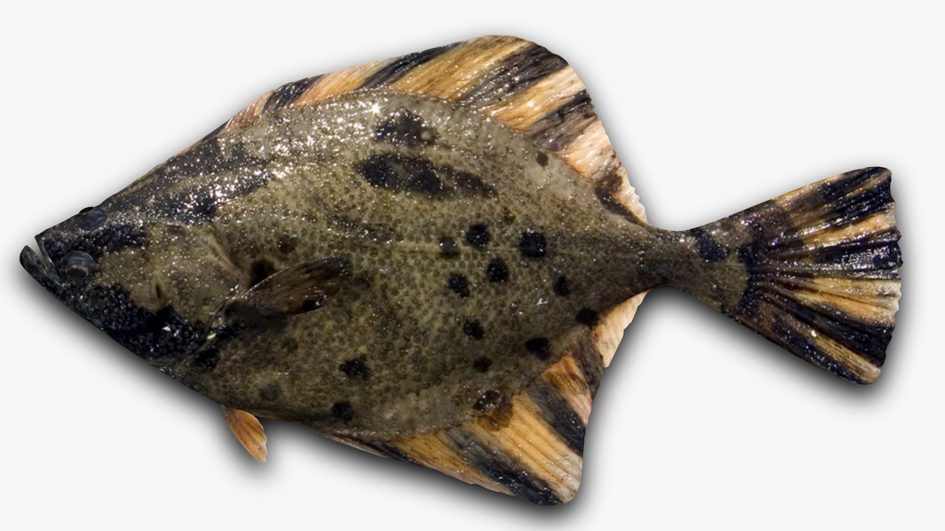 Saltwater Fish Collection 14 3D Model - TurboSquid 1836997