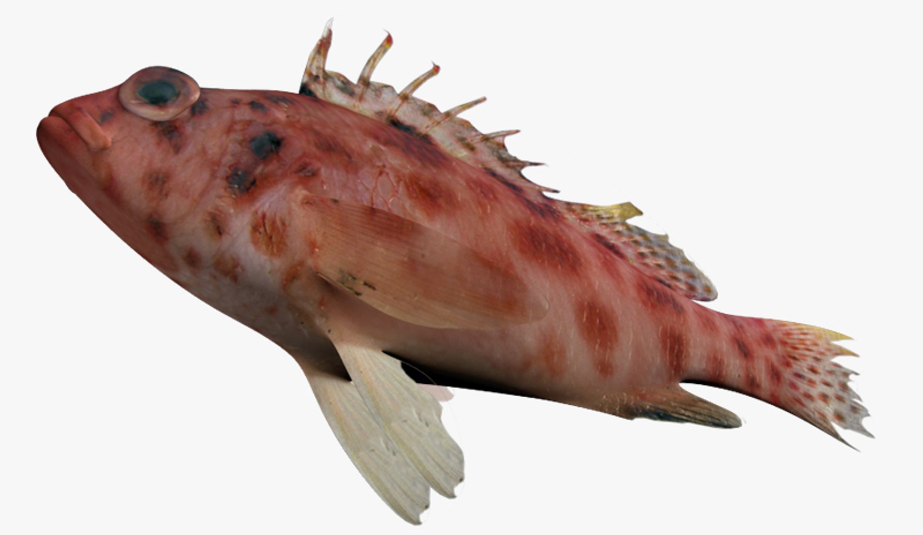 Saltwater Fish Collection 14 3D Model - TurboSquid 1836997