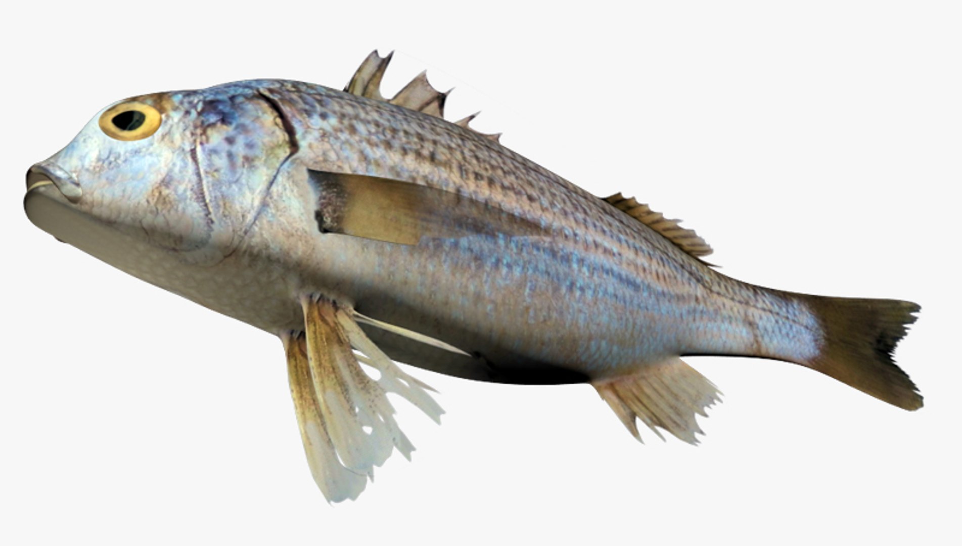 Saltwater Fish Collection 14 3D Model - TurboSquid 1836997