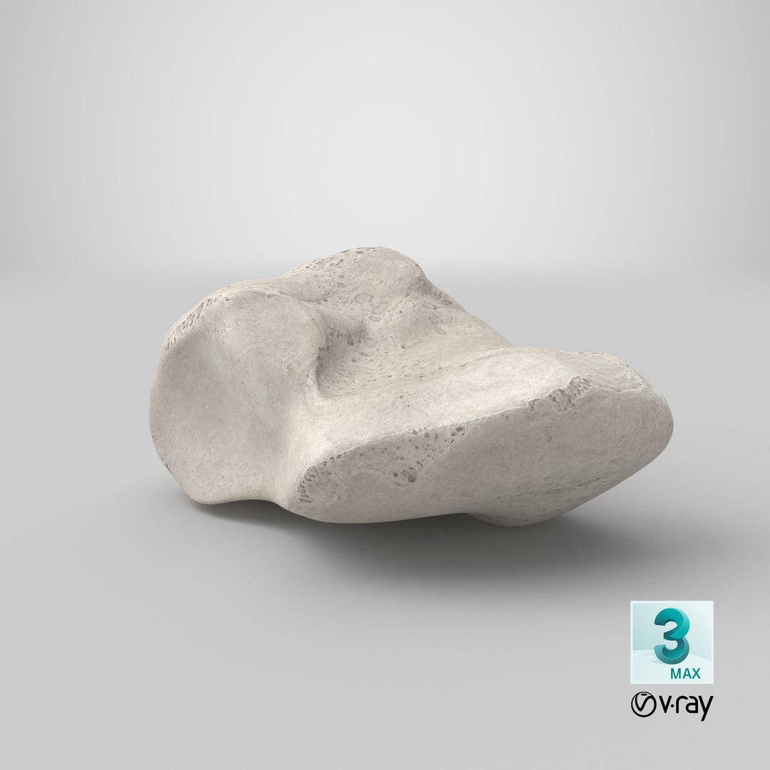 Cuneiform bone lateral 01 3D model - TurboSquid 1567908