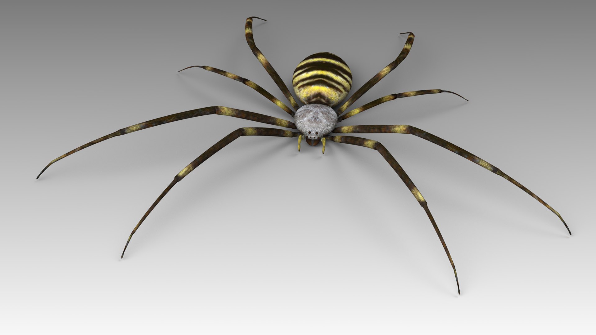 Spider 3D Model - TurboSquid 1610513