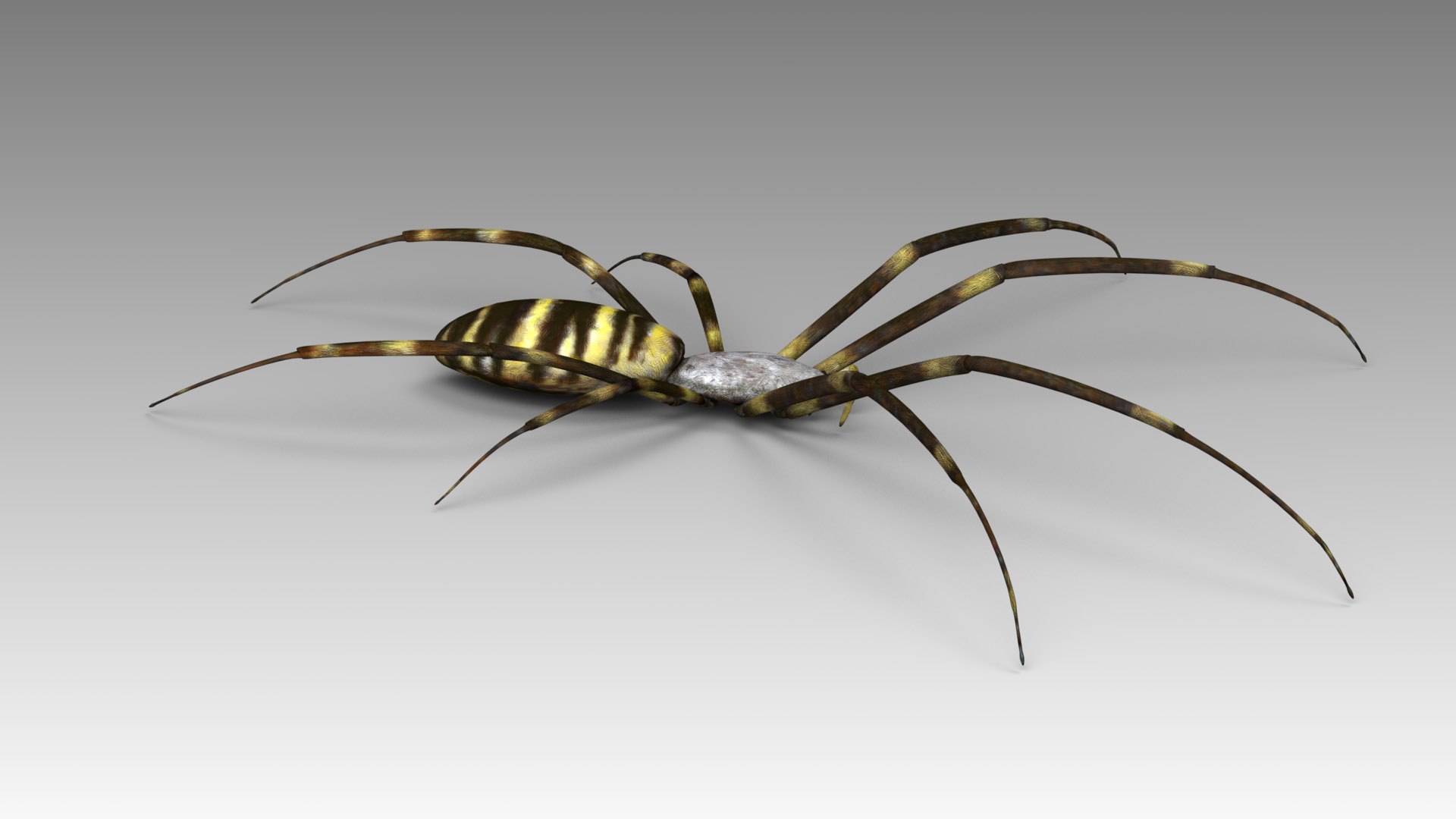 Spider 3D Model - TurboSquid 1610513
