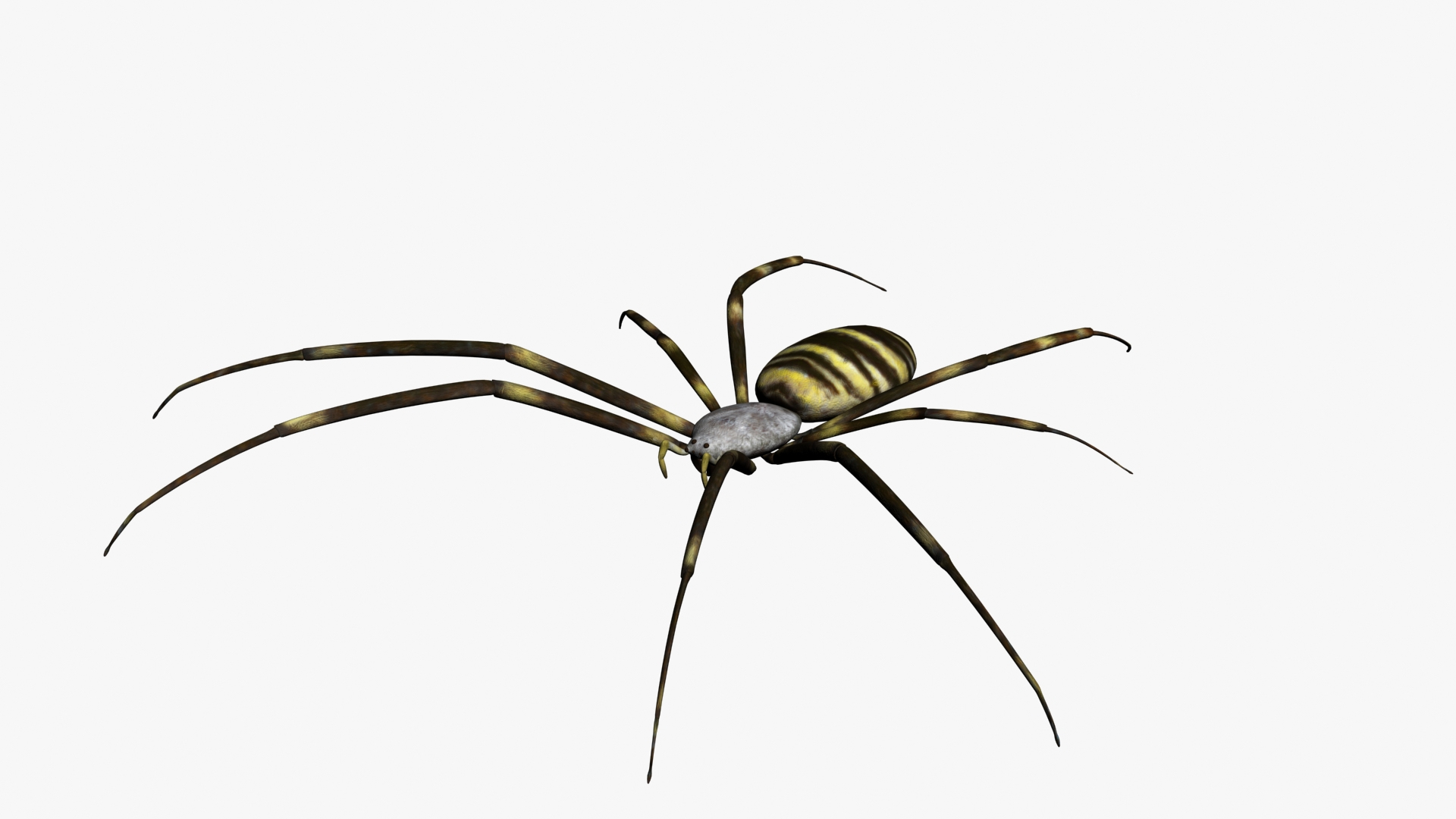 Spider 3D Model - TurboSquid 1610513