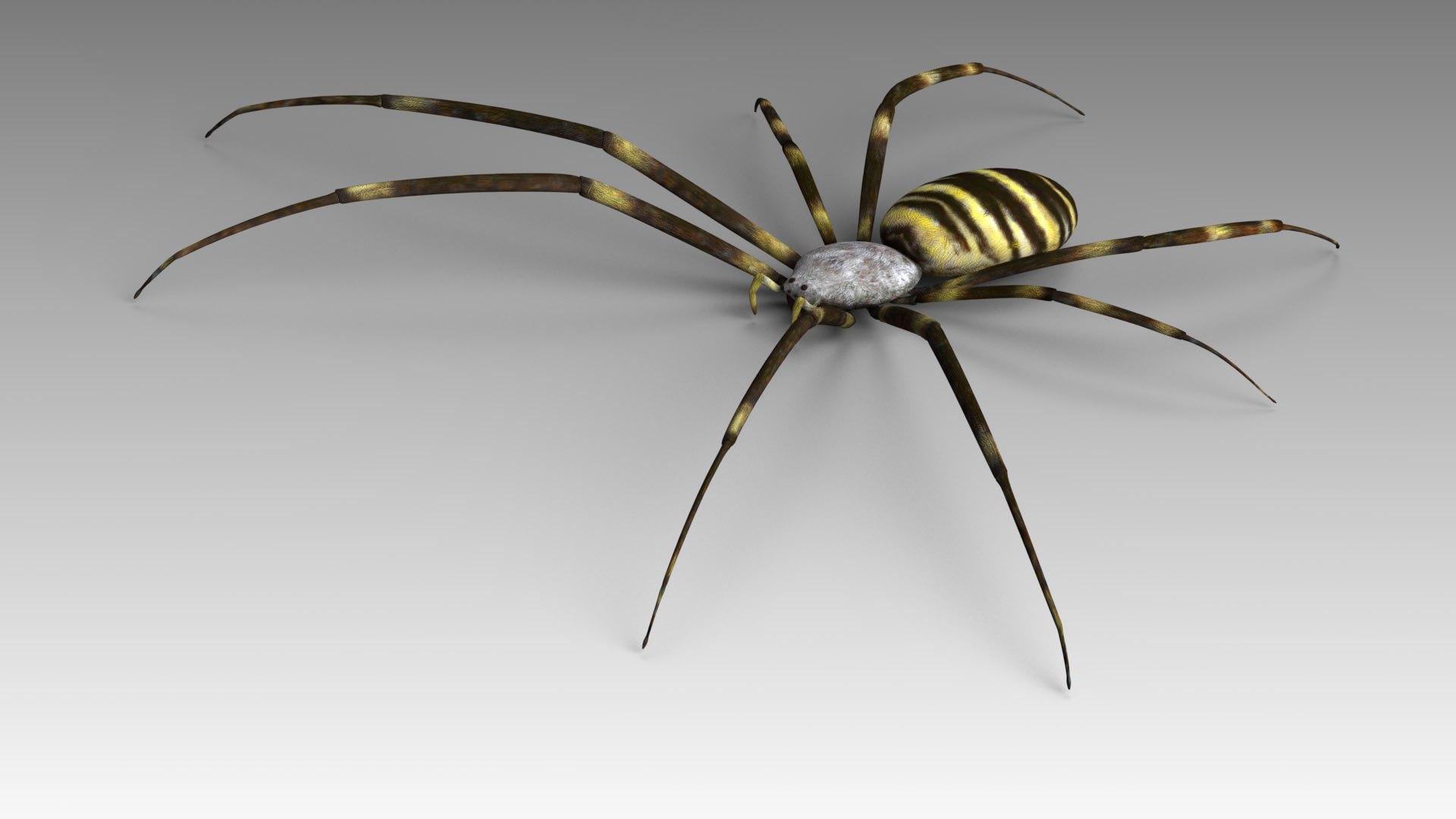 Spider 3D Model - TurboSquid 1610513