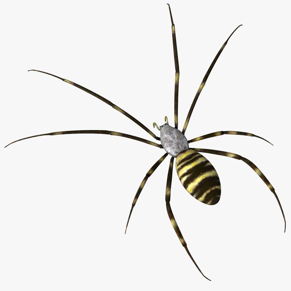 3d model spider
