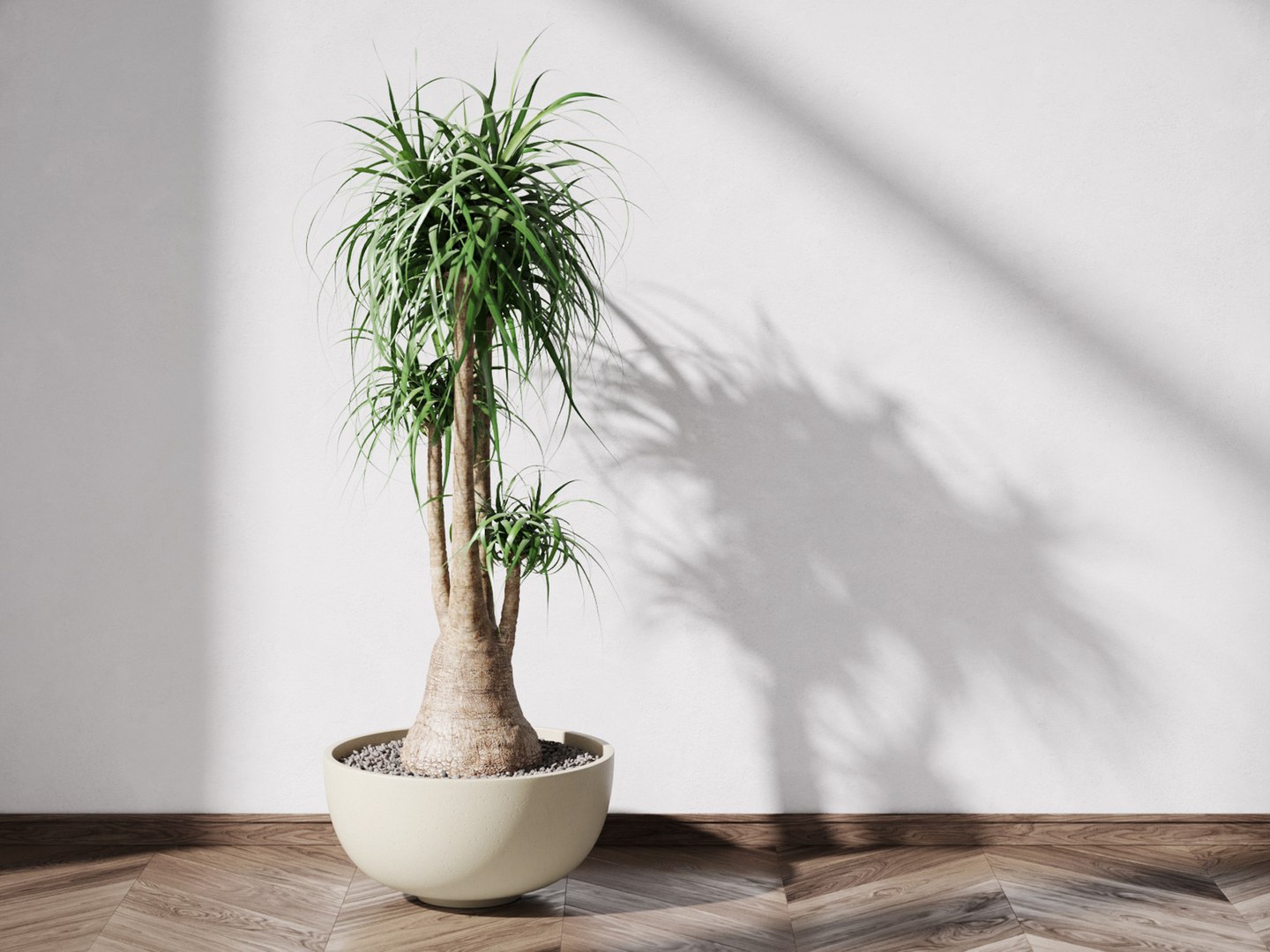 Beaucarnea - Elephants Foot In Oval Low Planter 3D Model - TurboSquid 2155018