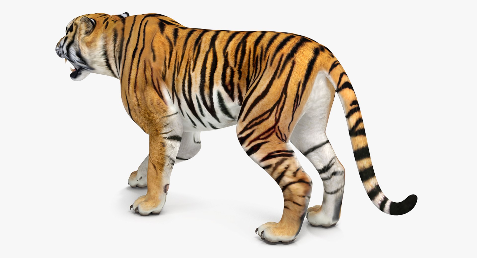 3D model tiger roar - TurboSquid 1271764