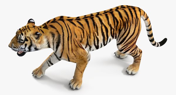 3D model tiger roar - TurboSquid 1271764