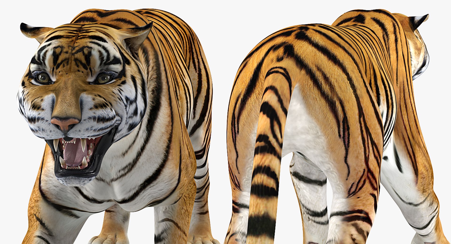 3D model tiger roar - TurboSquid 1271764