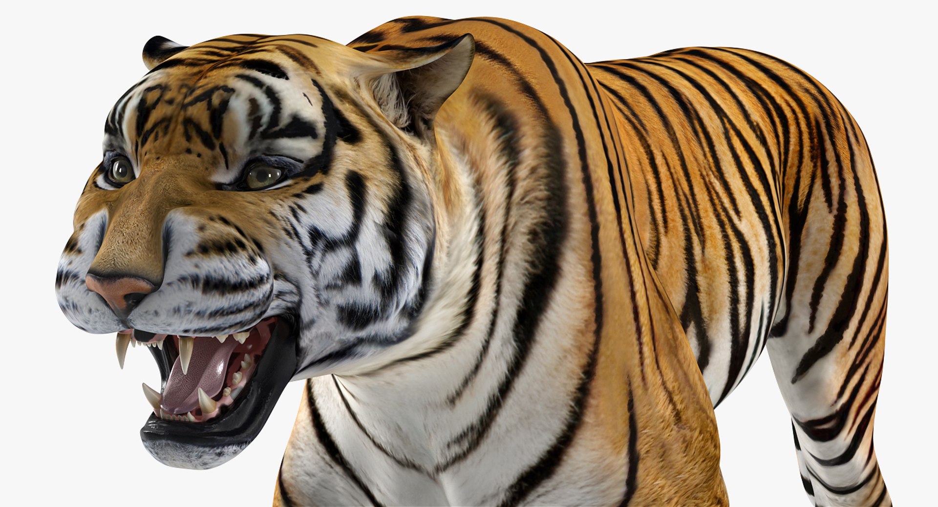 3D model tiger roar - TurboSquid 1271764