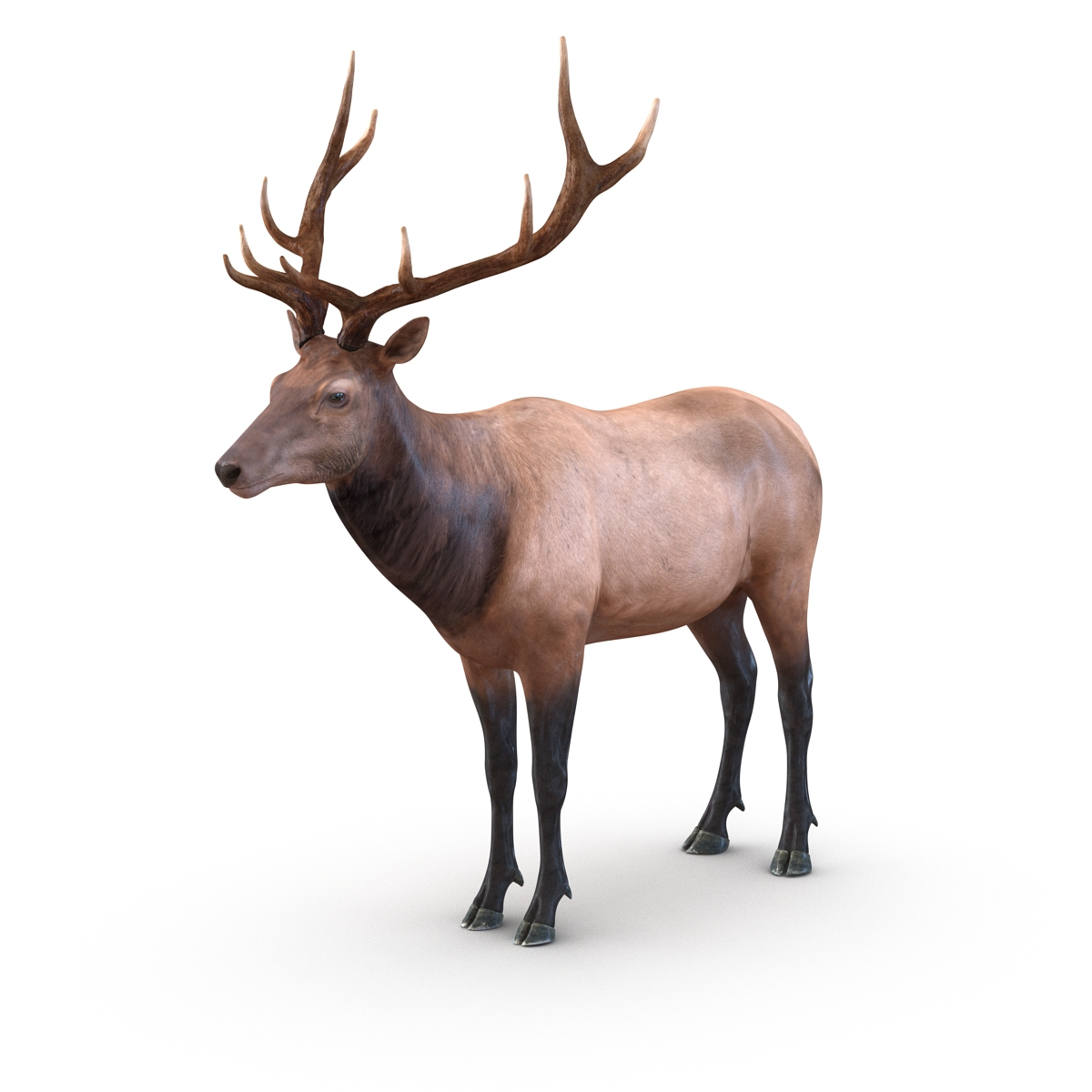 elk rigged animate 3d model
