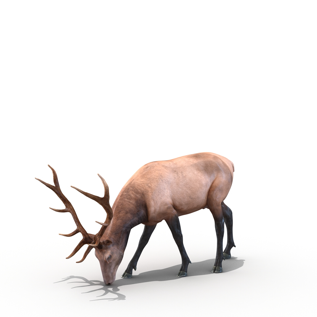 Elk Rigged for Cinema 4D 3D 모델 - TurboSquid 1088398