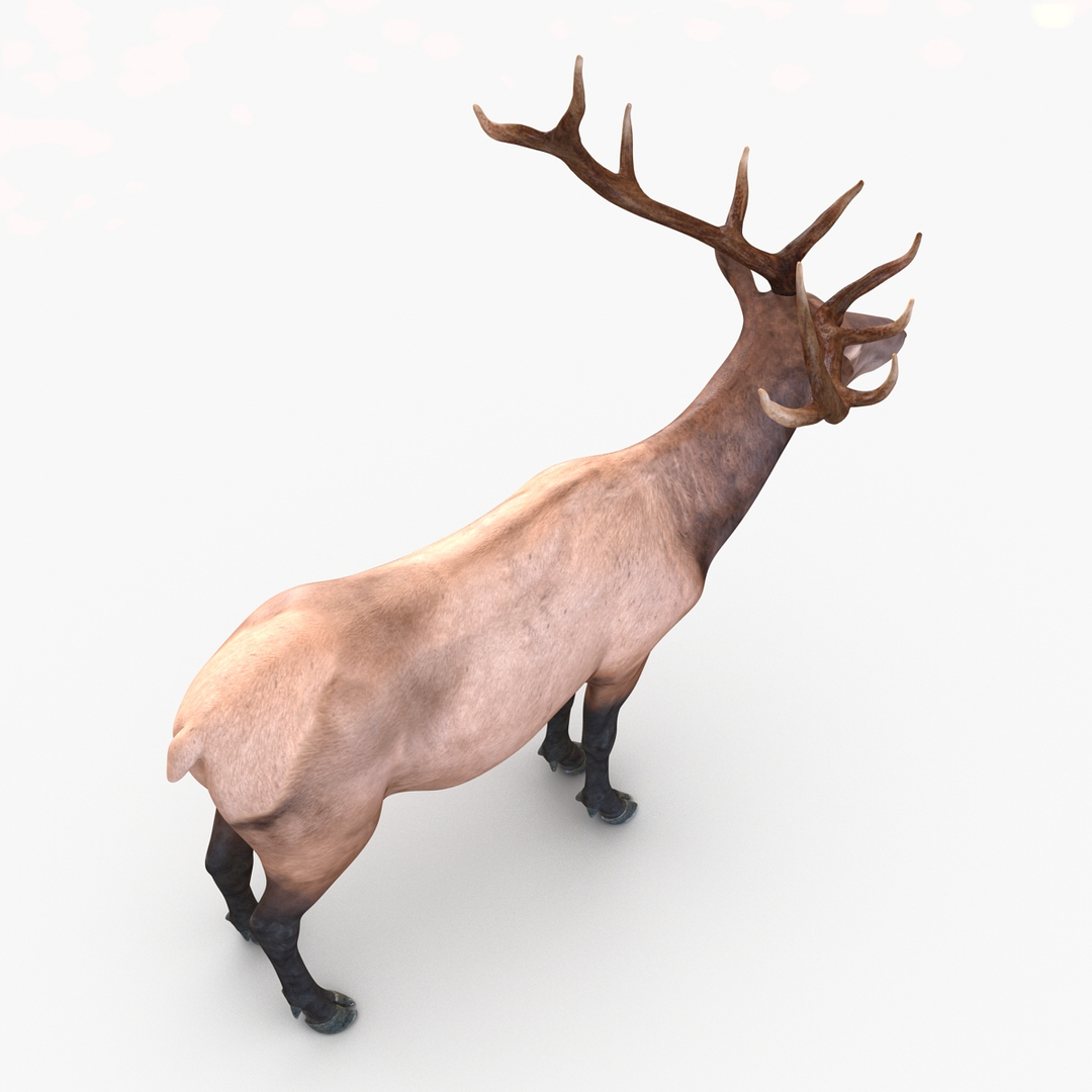 elk rigged animate 3d model