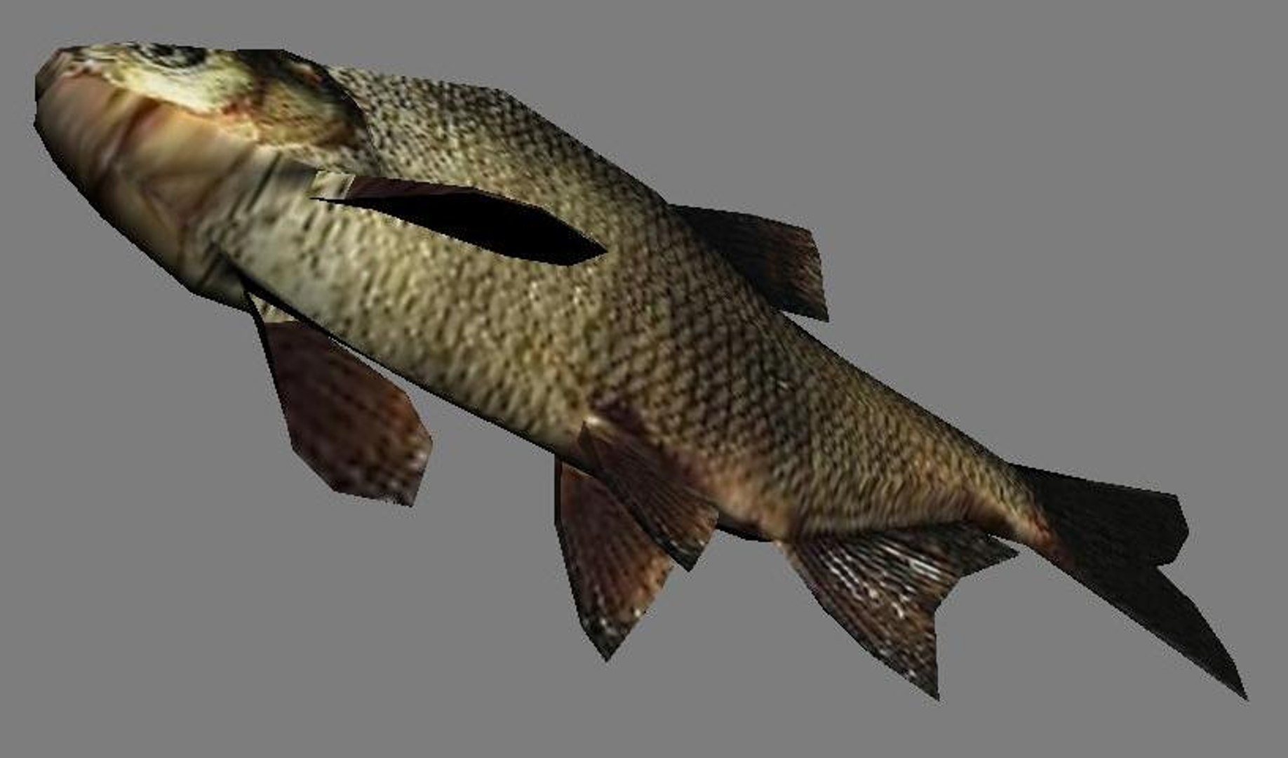 3d Bream