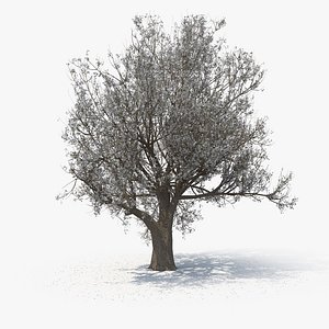 Cherry Tree 3D Models for Download | TurboSquid