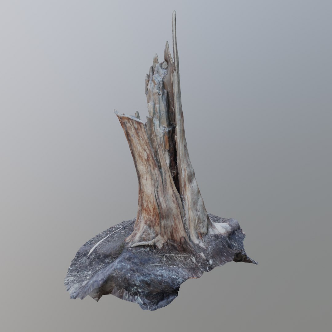 Scanned Stump 3D - TurboSquid 1515013