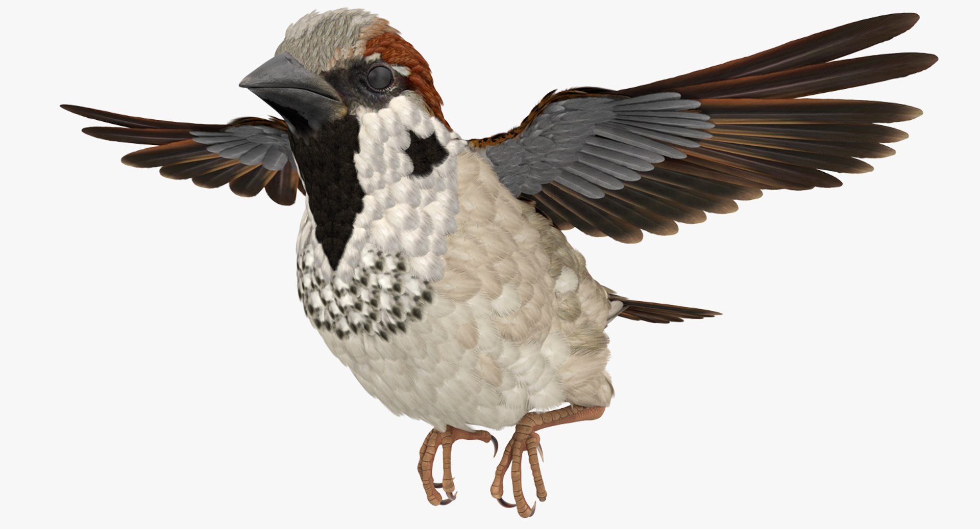 House Sparrow Rigged Model - TurboSquid 1497001