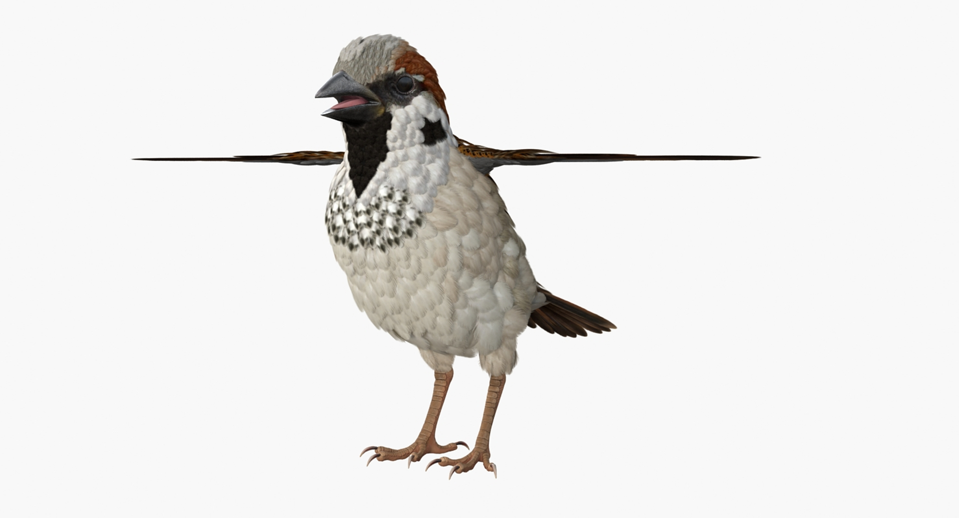 House Sparrow Rigged Model - TurboSquid 1497001