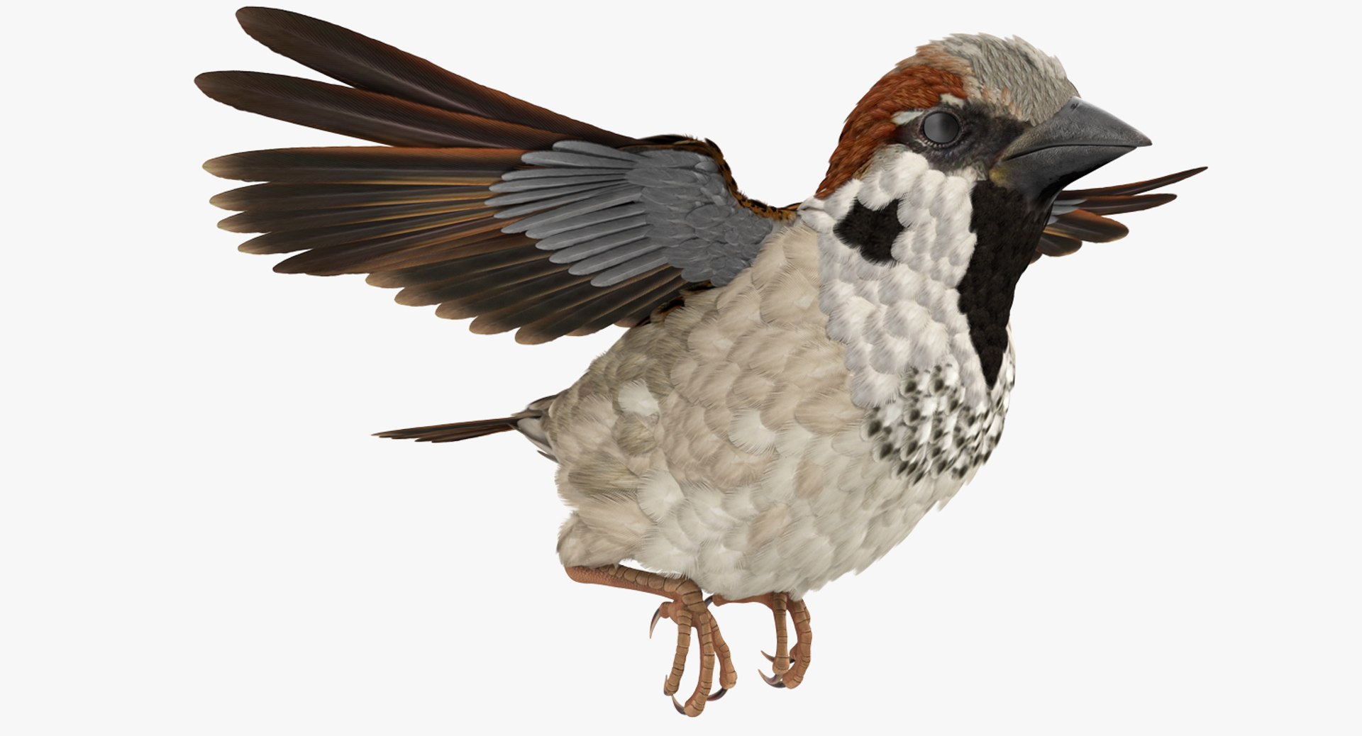 House Sparrow Rigged Model - TurboSquid 1497001