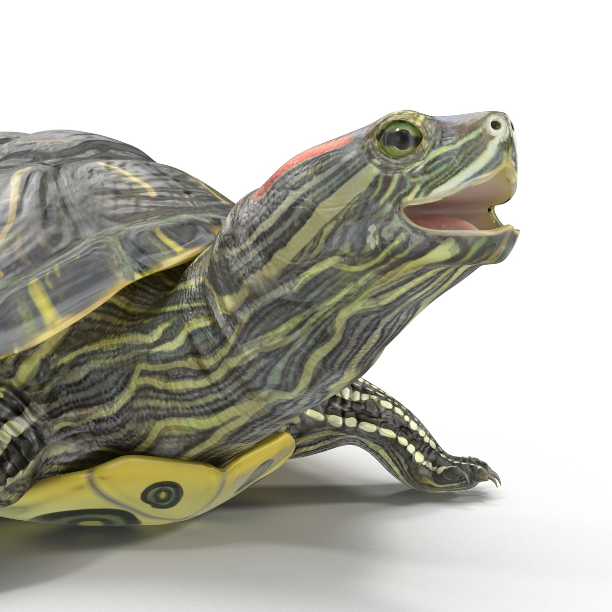 max rigged turtles modeled animate