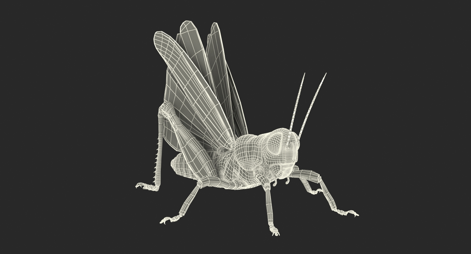 Grasshopper Rigged 3D Model - TurboSquid 1237554