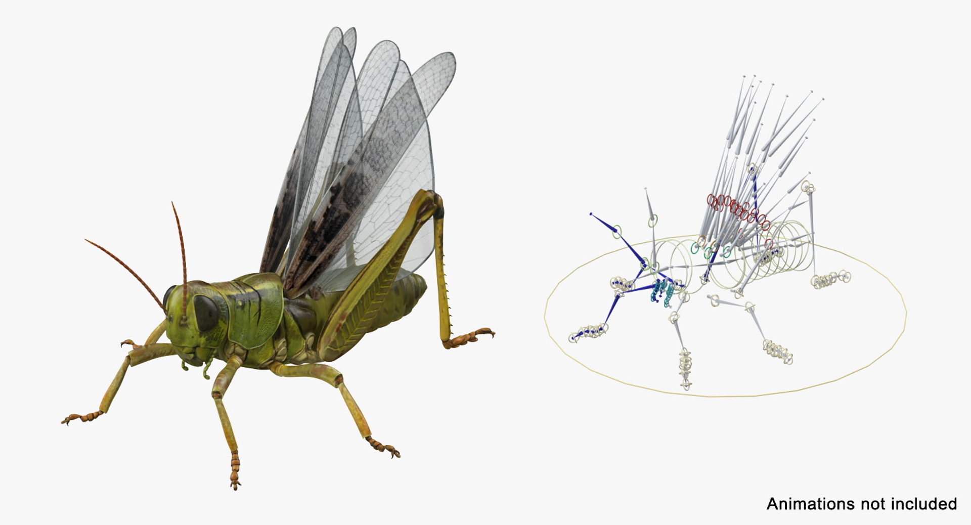 Grasshopper Rigged 3D Model - TurboSquid 1237554